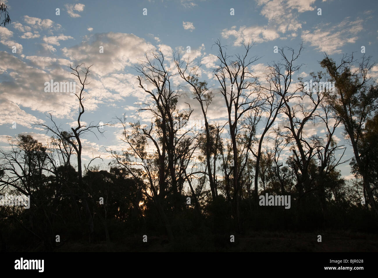River red gum trees dead hi-res stock photography and images - Alamy