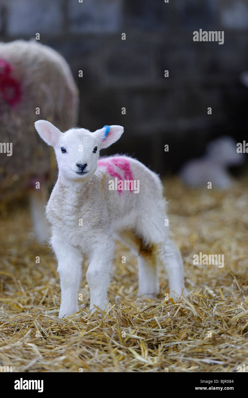 New Born Lamb Stock Photo - Alamy