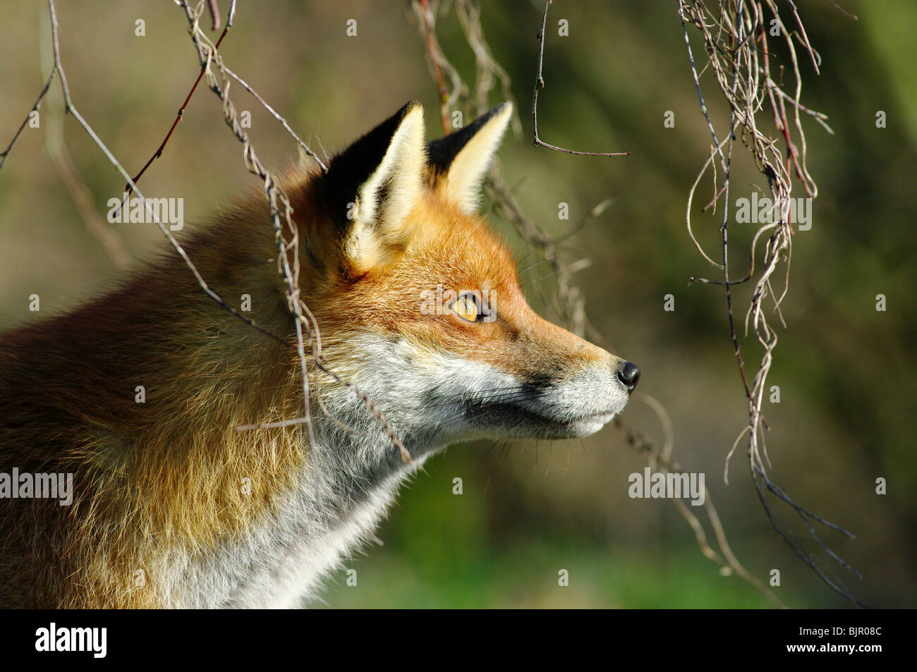 Red Fox in English Winter Stock Photo - Alamy