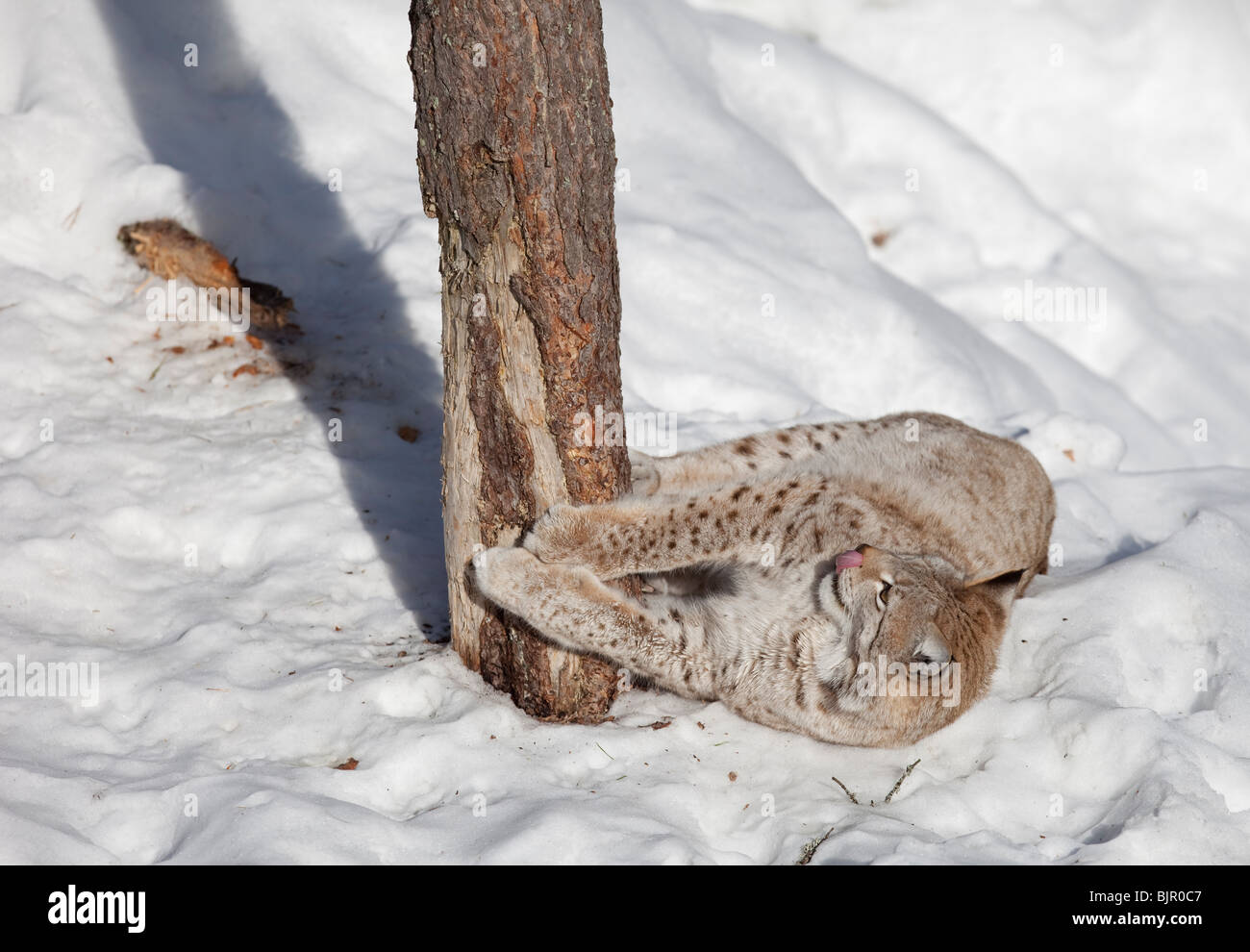 European ( Eurasian ) lynx ( Lynx Lynx ) sharpening claws on tree at ...