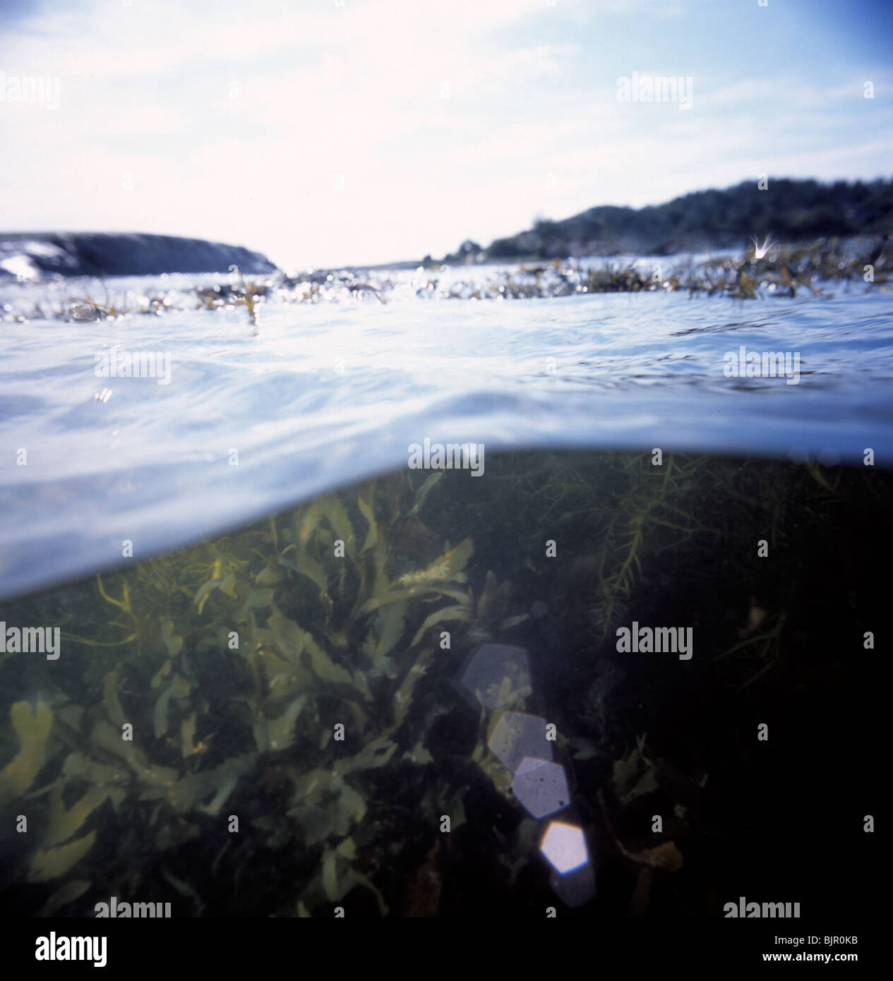 Koster National Park, split vision Stock Photo - Alamy