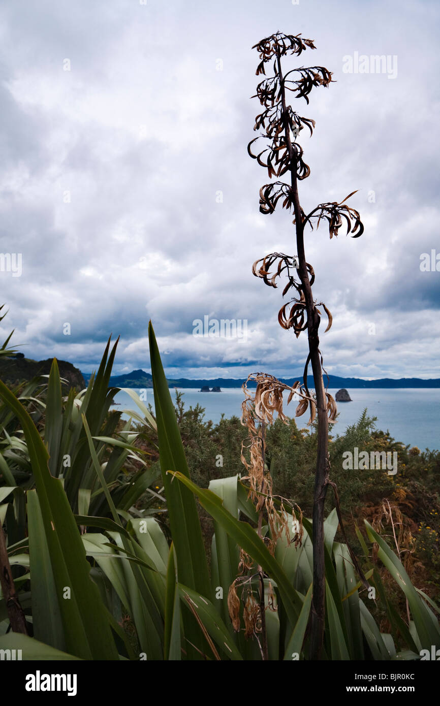 Nz bush hi-res stock photography and images - Alamy
