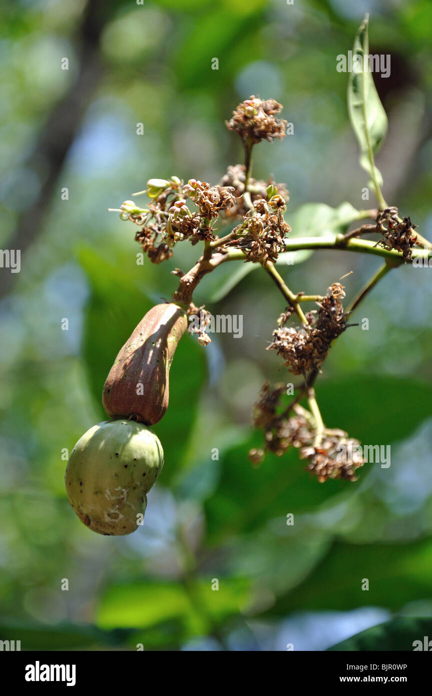 Cashew Nut Growing Areas In India at Sabrina Swensen blog