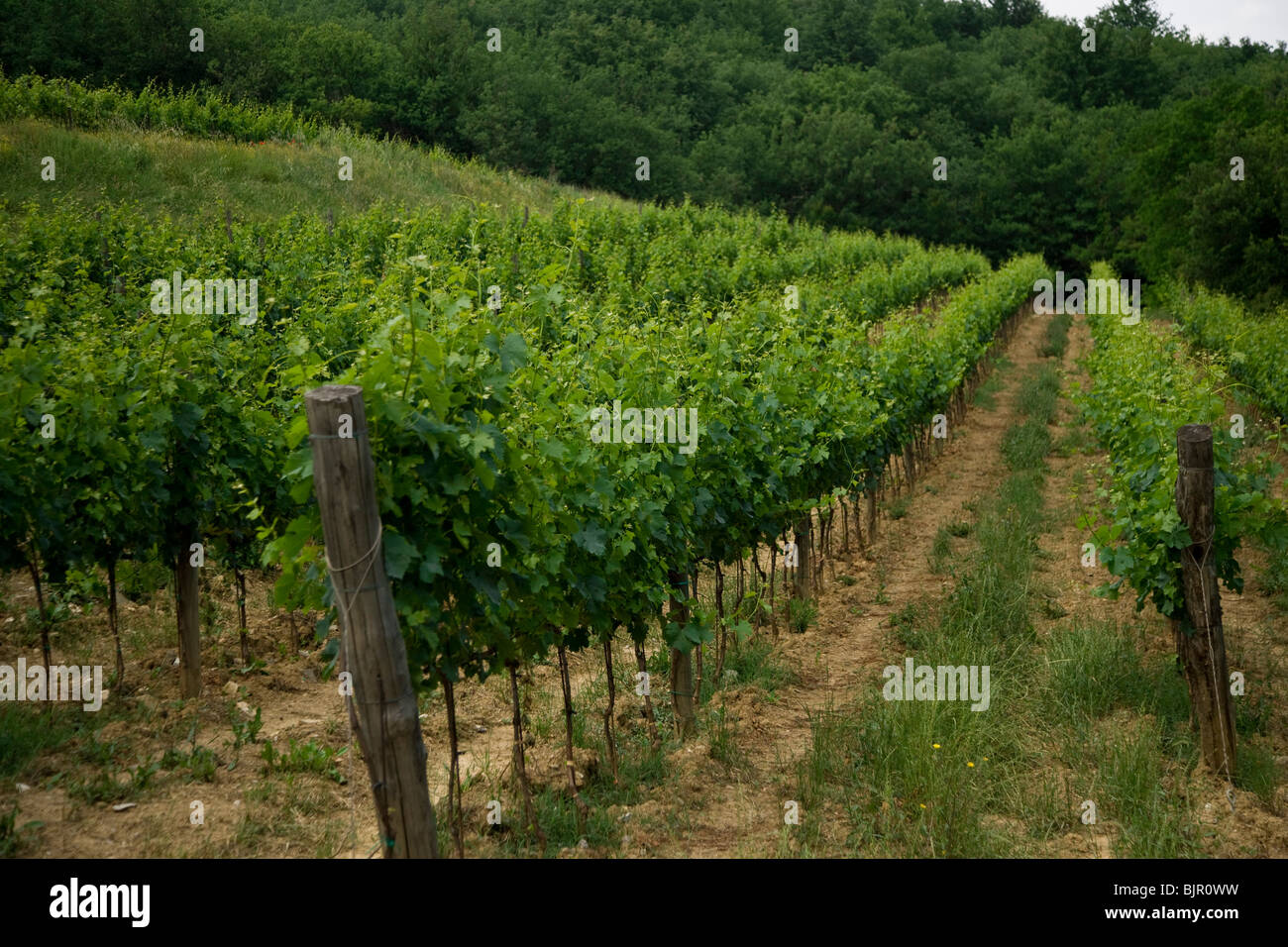 Grape fields hi-res stock photography and images - Alamy