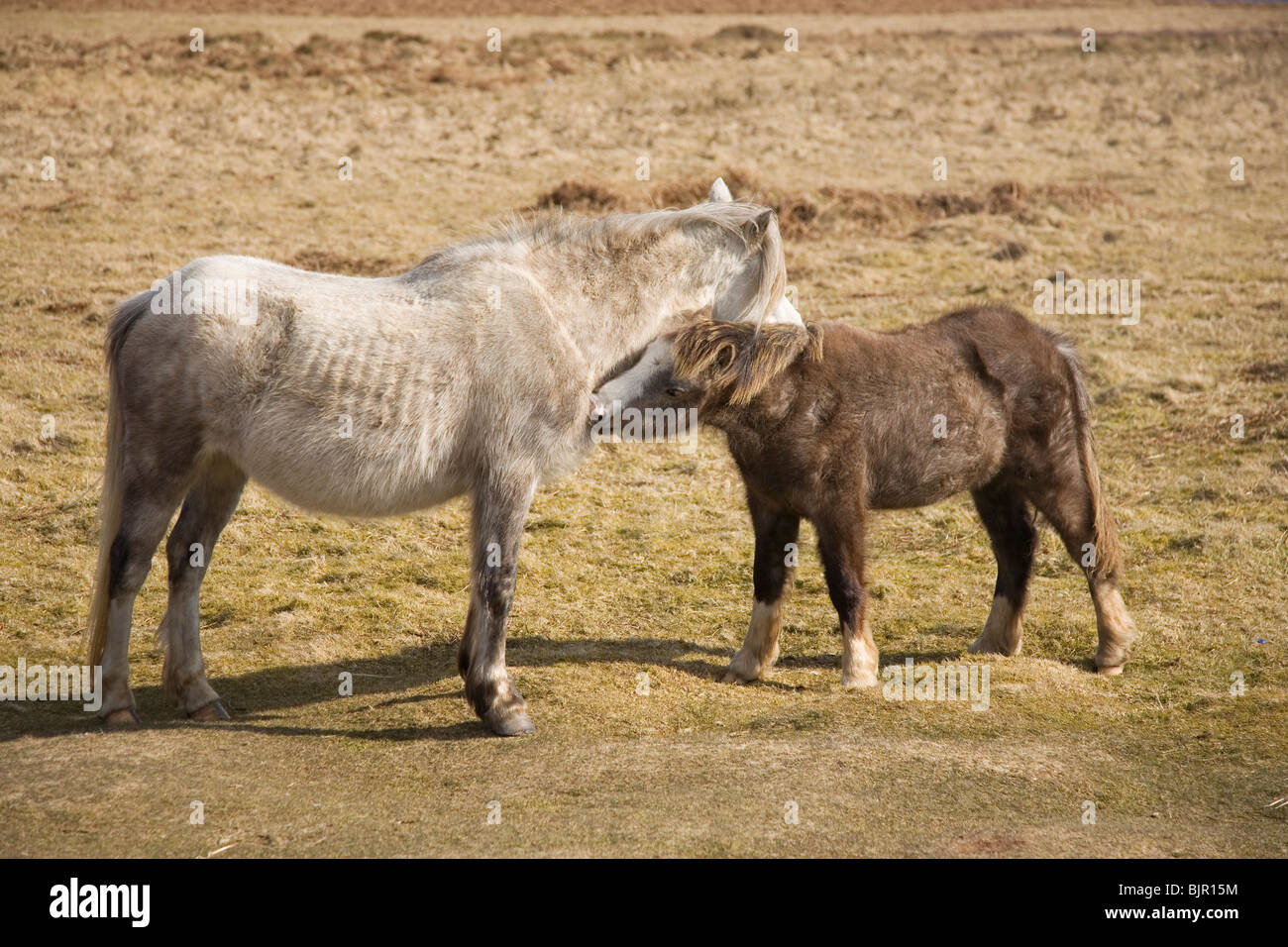 Gower wild horses / Ponies, A Mare and Foal on Cefn Bryn Common The ...