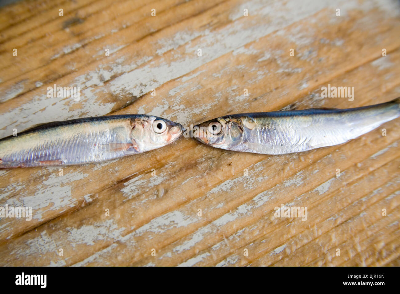 Sprotte hi-res stock photography and images - Alamy