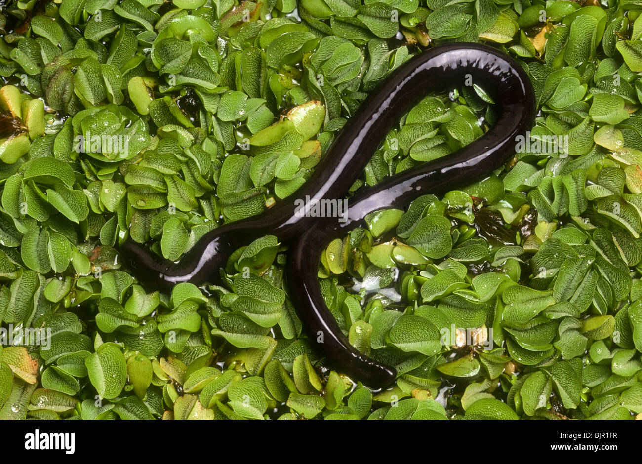 Caecilian Or Caecilians High Resolution Stock Photography and Images ...