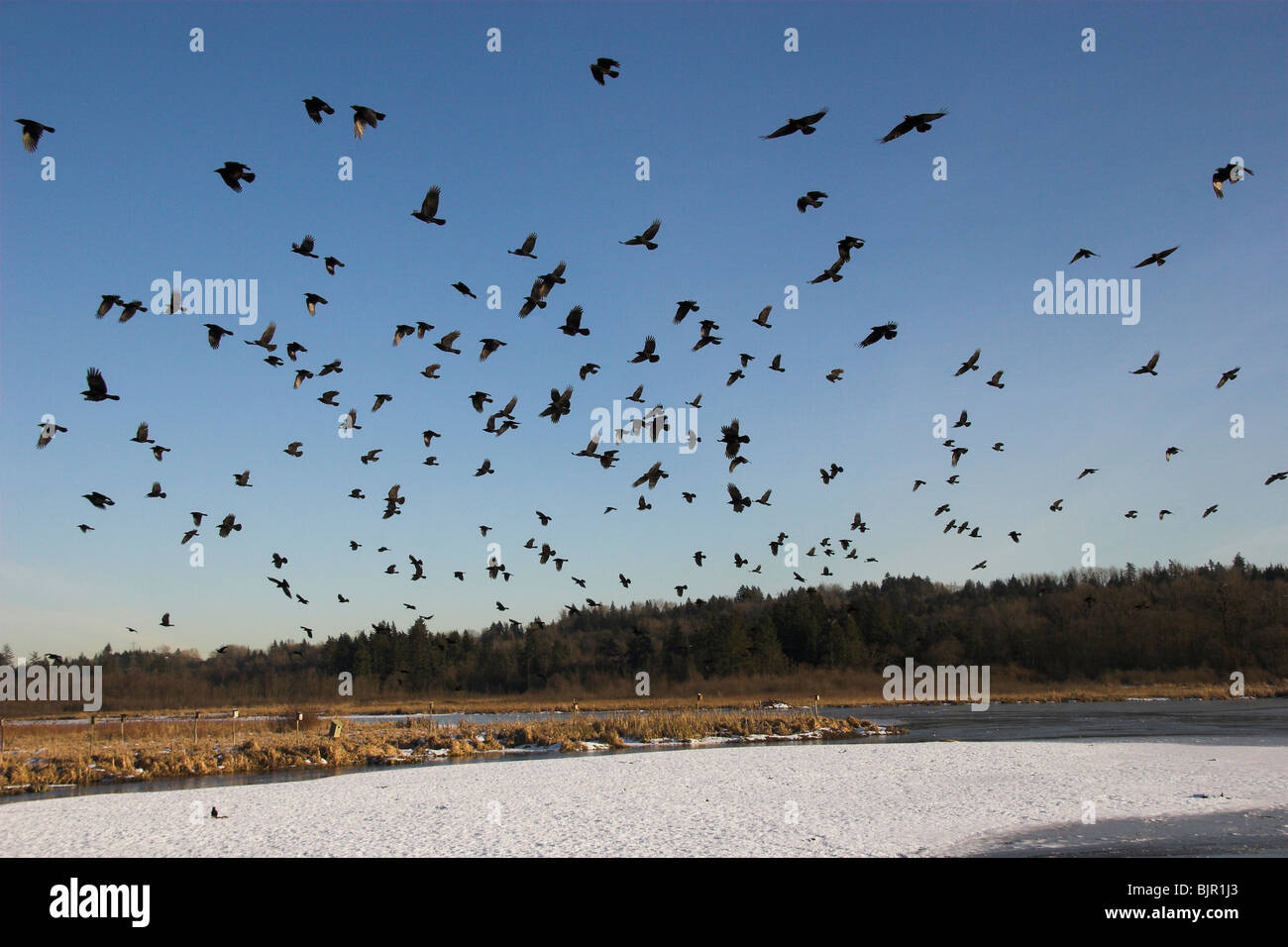NORTHWESTERN CROW flock (Corvus caurinus) Burnaby lake, Vancouver ...