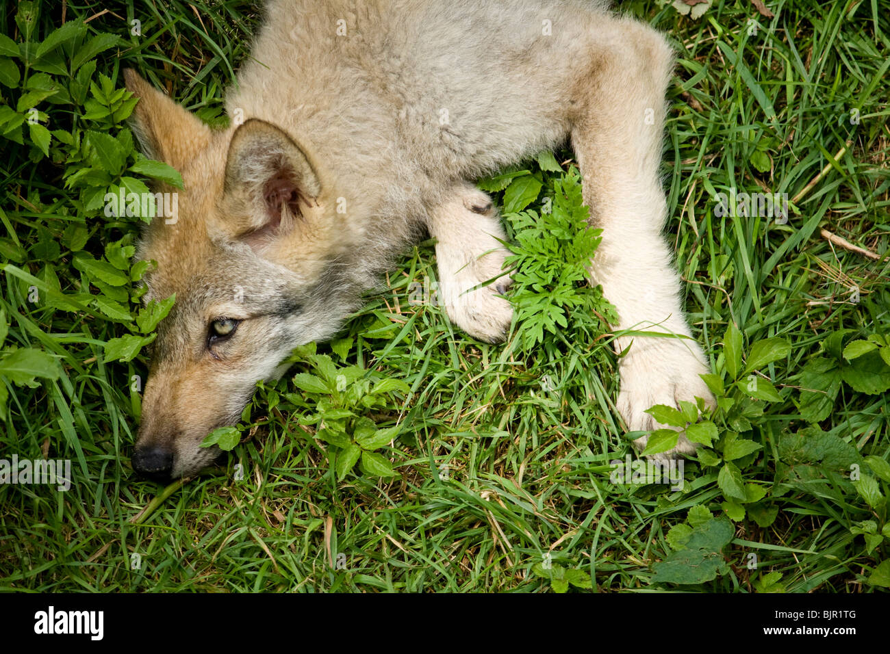 Young wolf, Omega Park, Quebec Stock Photo - Alamy