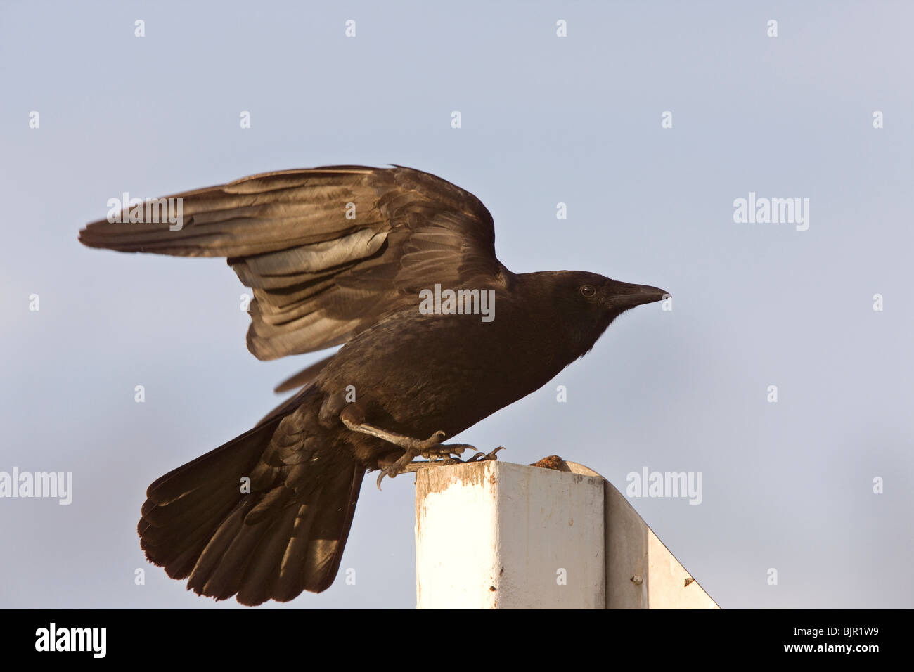 Crow fledgling perched on sign Stock Photo - Alamy