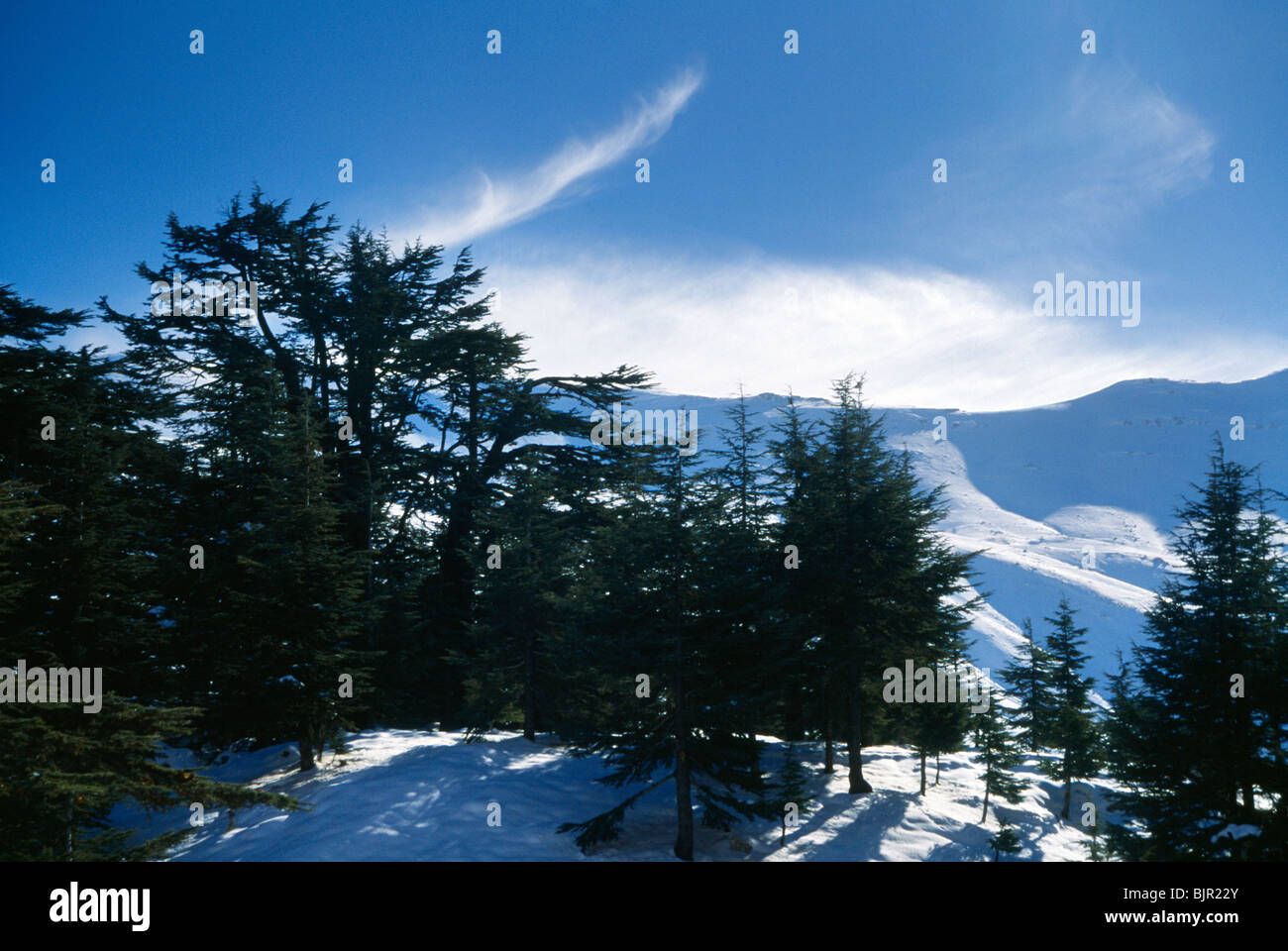 Cedars of lebanon tree hi-res stock photography and images - Alamy