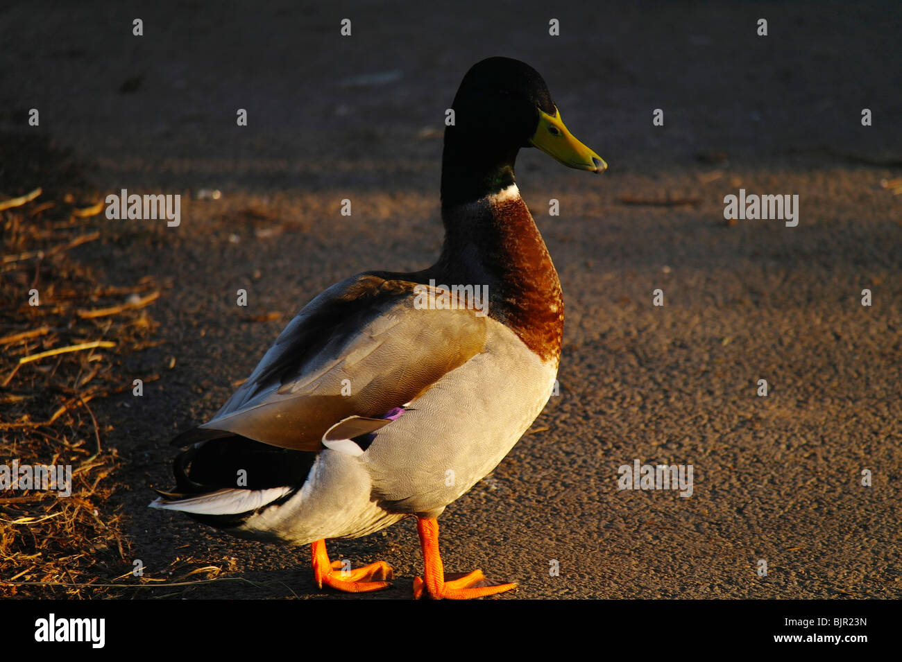 ducks in the mating season Stock Photo - Alamy