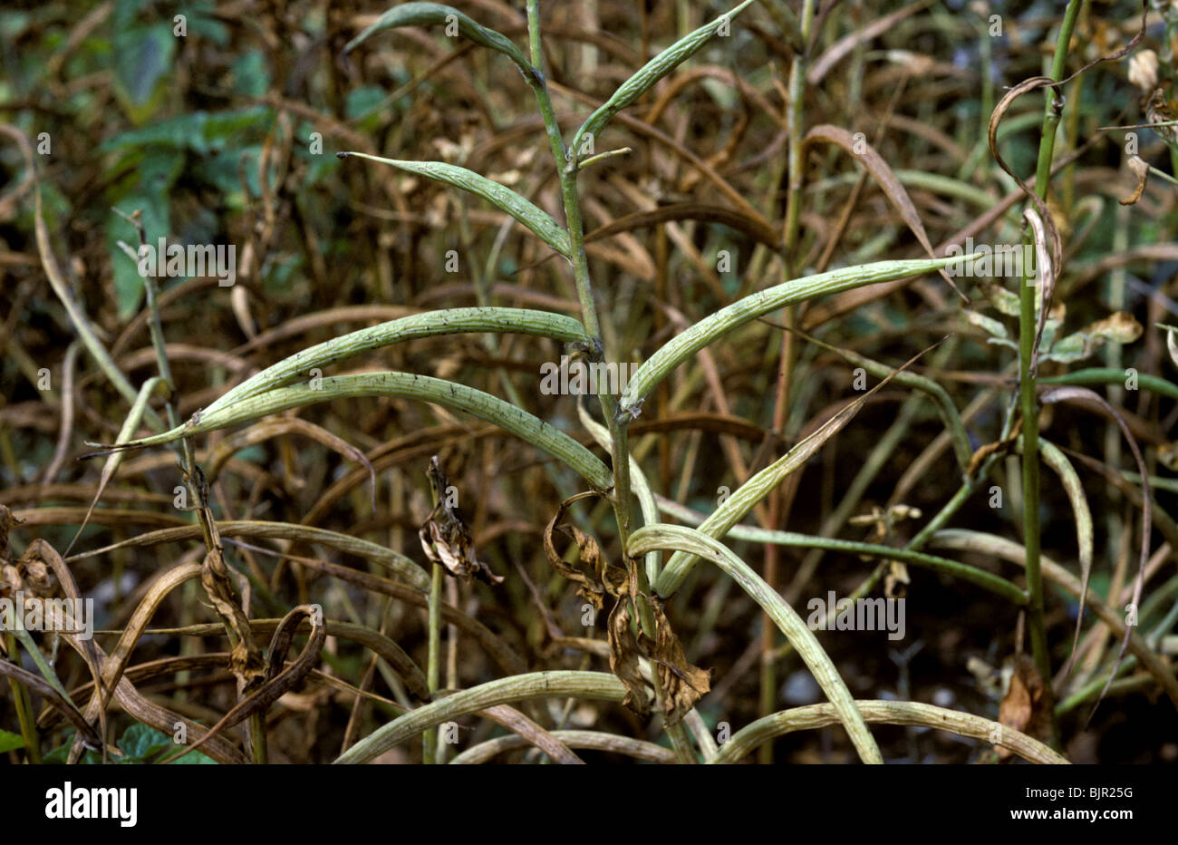 Fenugreek (Trigonella foenum-graecum) plant in pod Stock Photo - Alamy