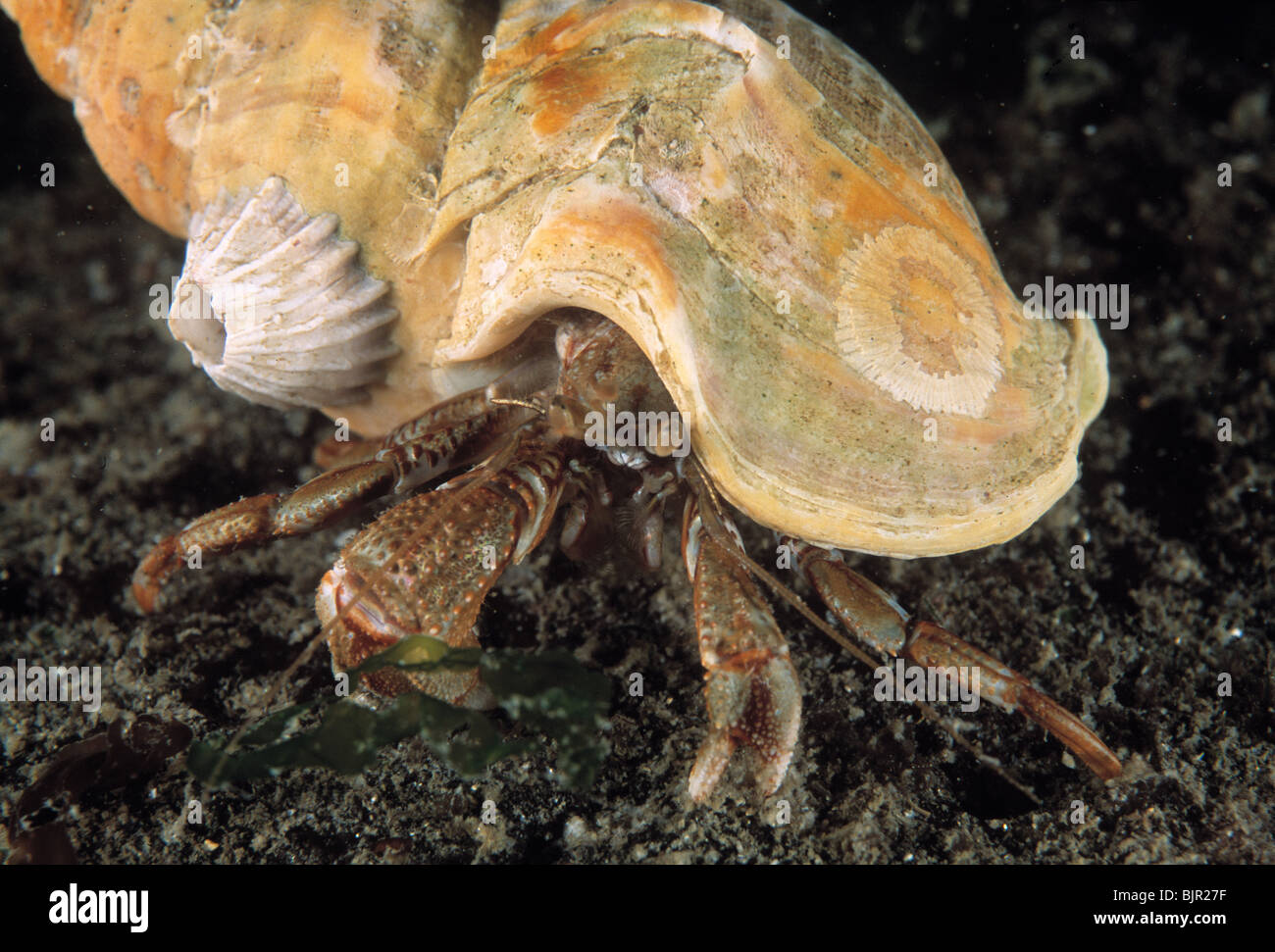 Hermit crab in a sea shell Stock Photo - Alamy