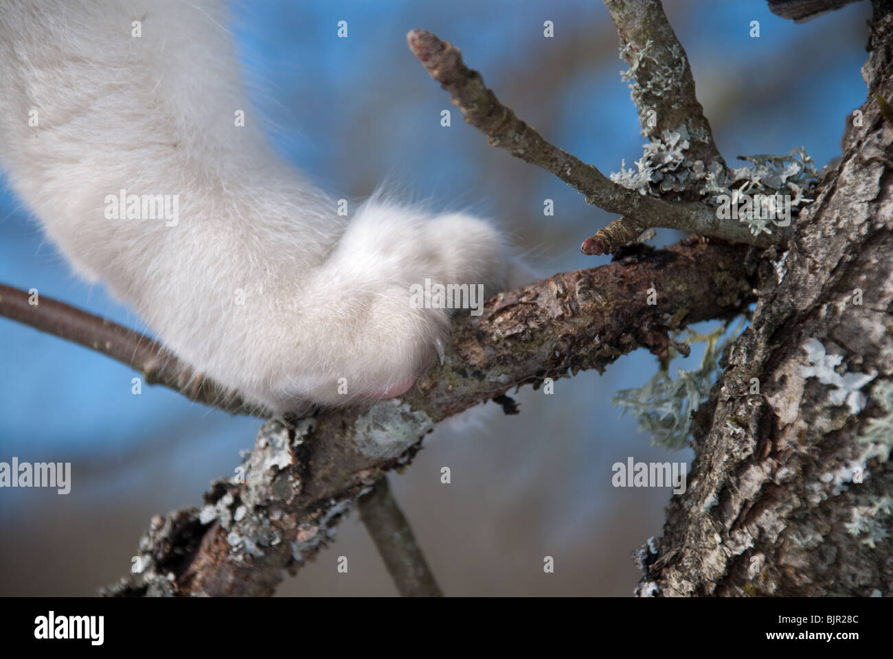 Cat in a tree Stock Photo - Alamy