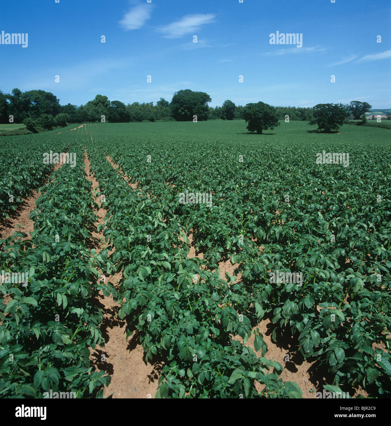 Red soil devon hi-res stock photography and images - Alamy