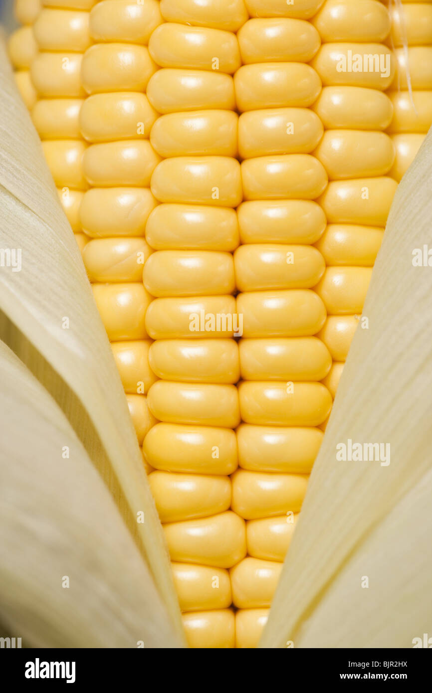 Ear of corn Stock Photo - Alamy