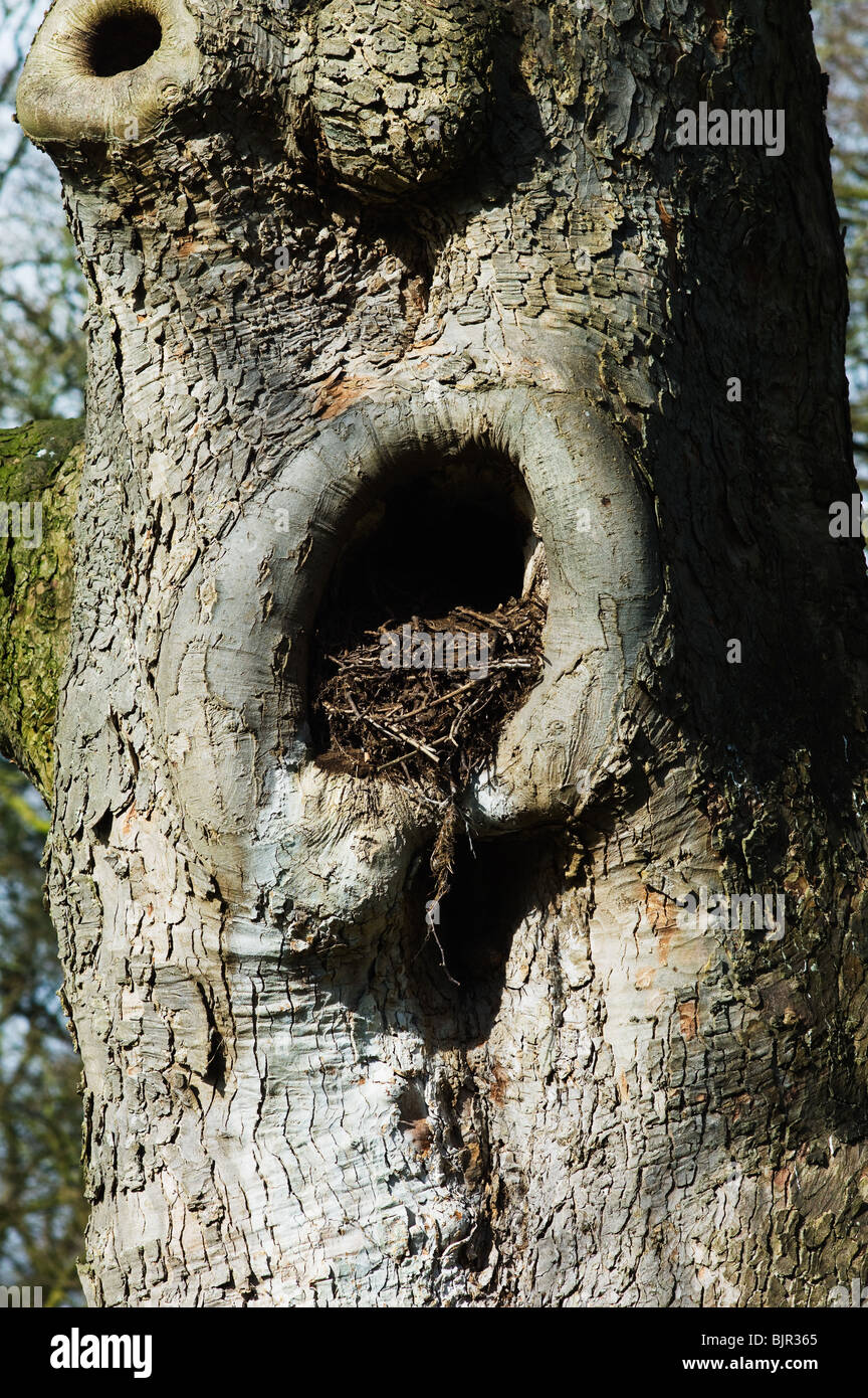 birds nests in trees in a wood Stock Photo - Alamy