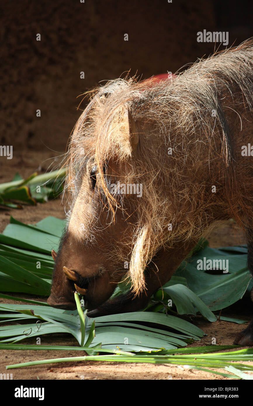 Warthog enclosure hi-res stock photography and images - Alamy