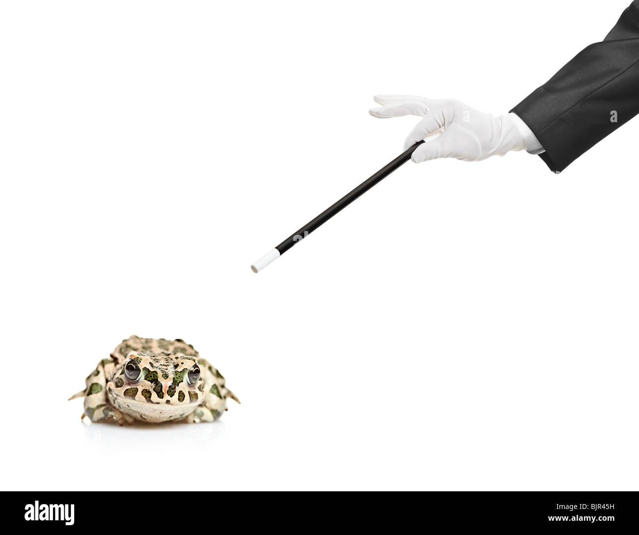 Magician holding a magic wand and a frog Stock Photo - Alamy