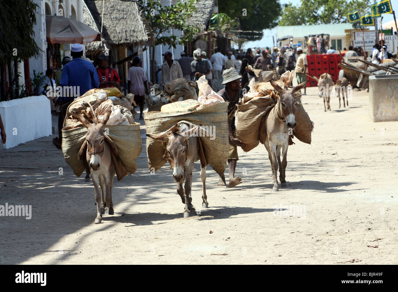 Donkeys working hard In Lamu carrying bricks Stock Photo - Alamy
