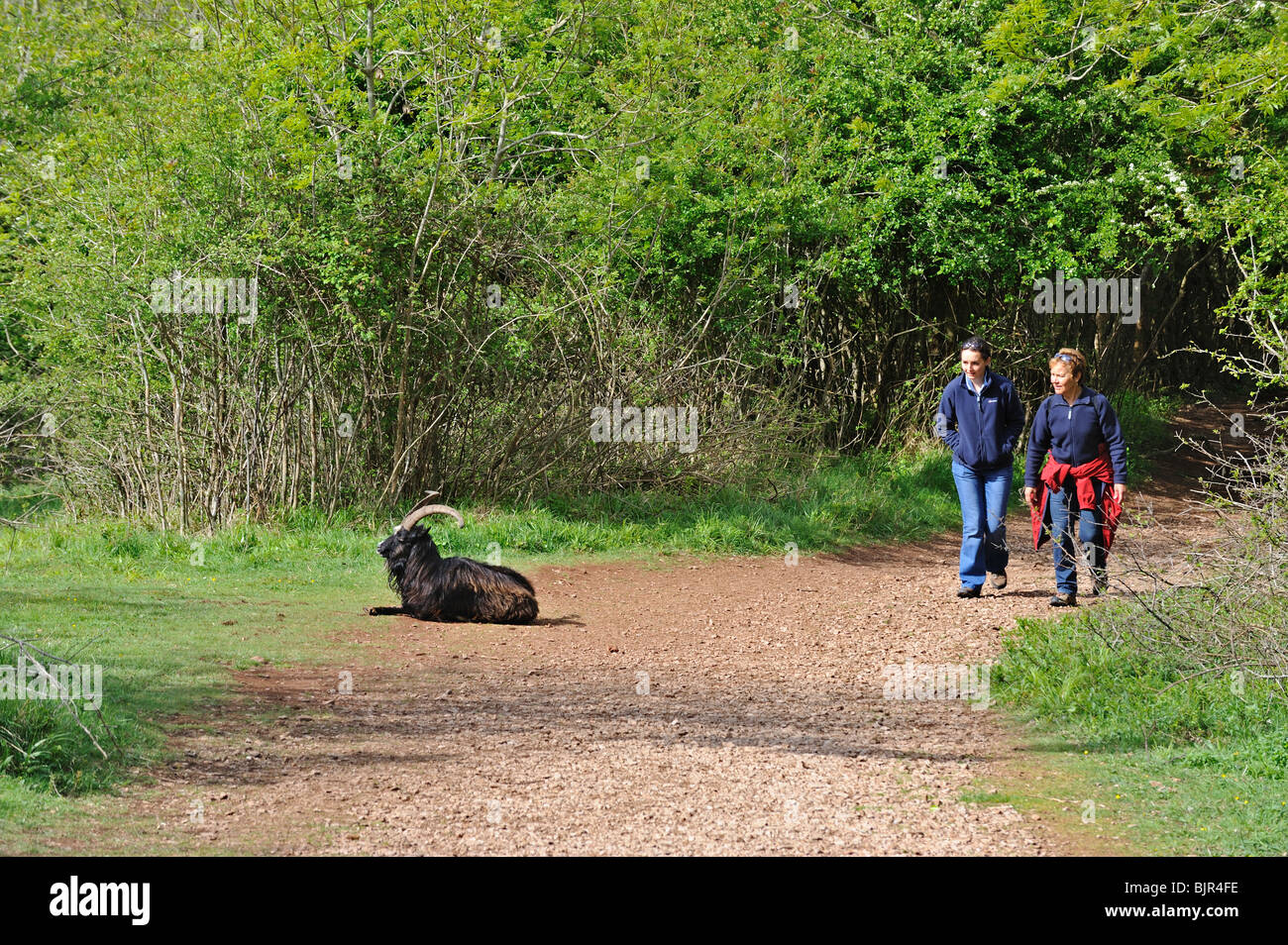 Walkers and a feral goat on cliff path, Cheddar Gorge, Somerset, UK ...