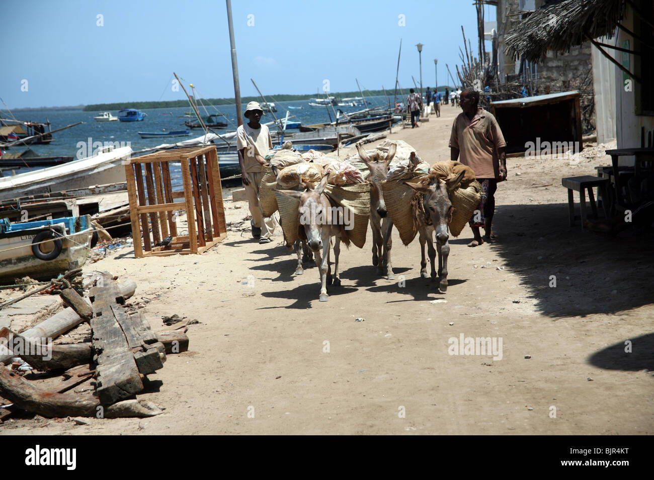 Donkeys carrying bricks along the sea front In Lamu Stock Photo - Alamy