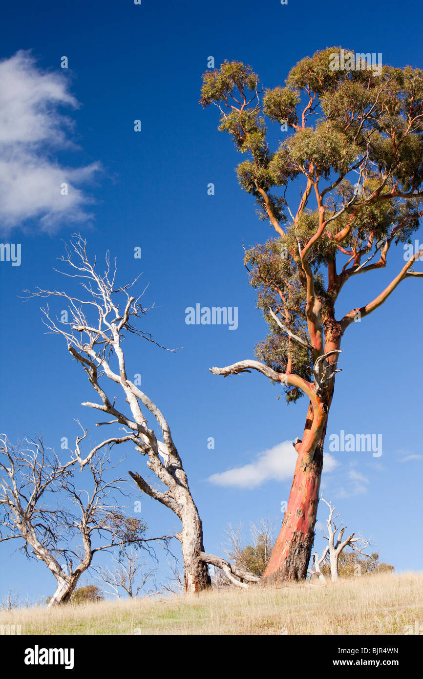 Drought australia dead hi-res stock photography and images - Alamy
