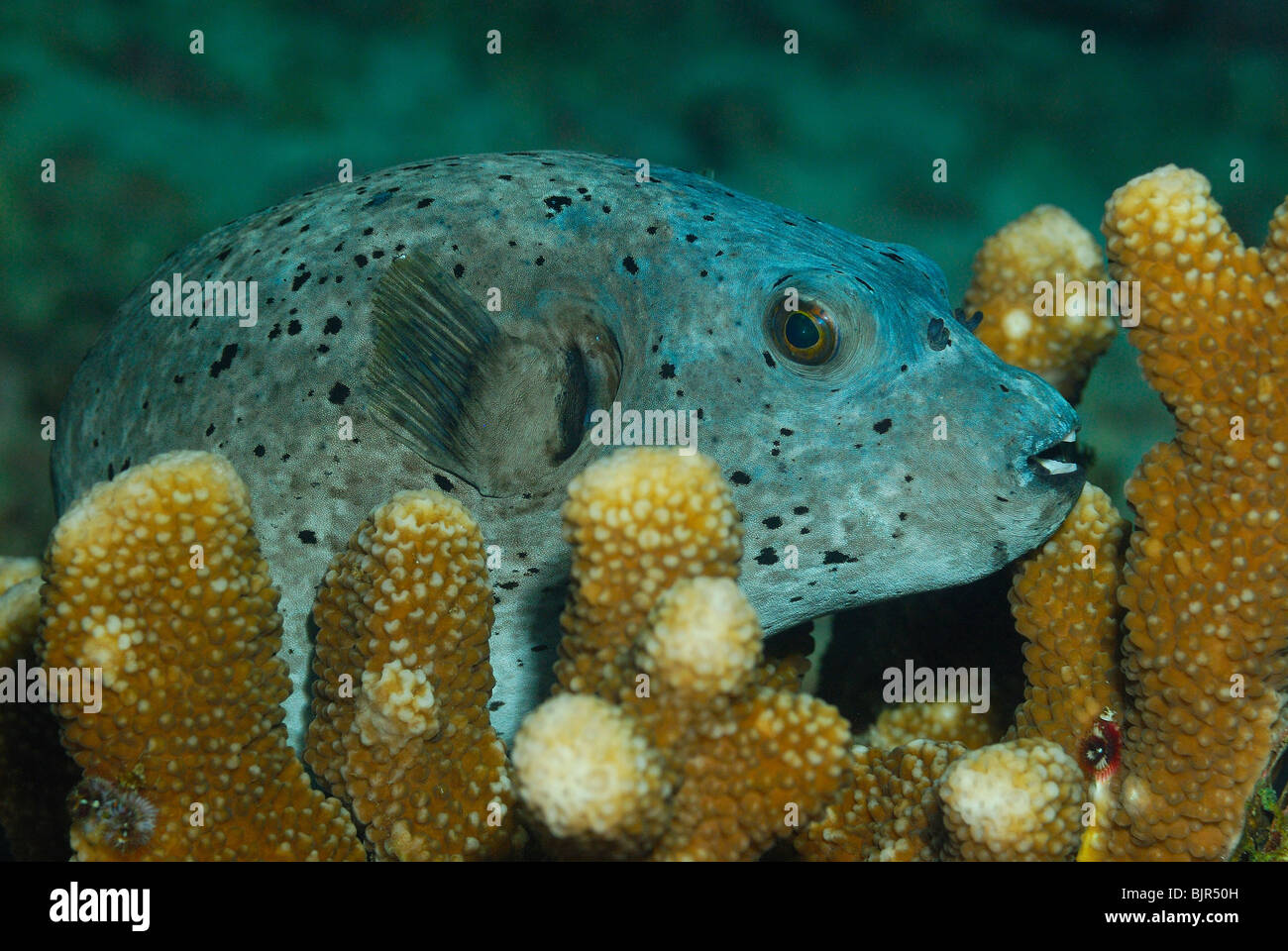 Puffer fish in the Similan Islands, Andaman Sea Stock Photo - Alamy