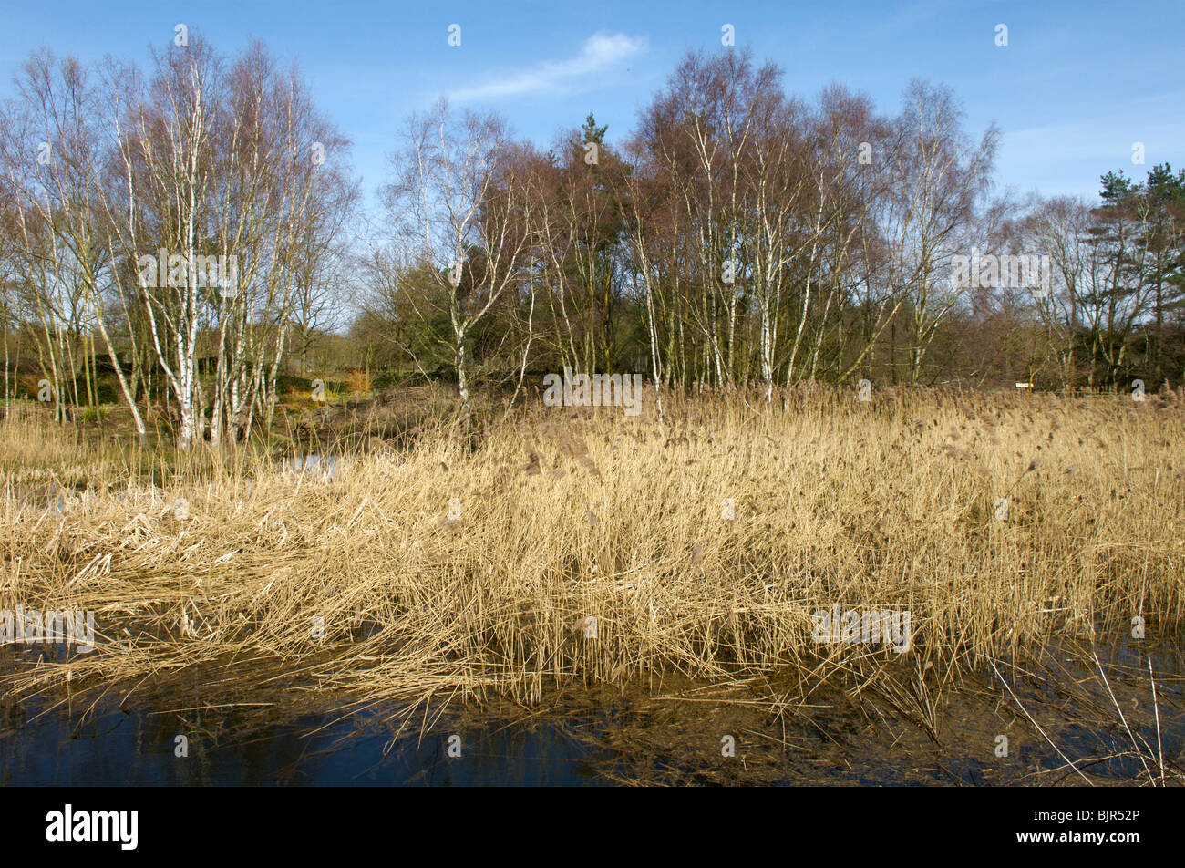 Pensthorpe Nature Reserve in Norfolk, Great Britain Stock Photo - Alamy