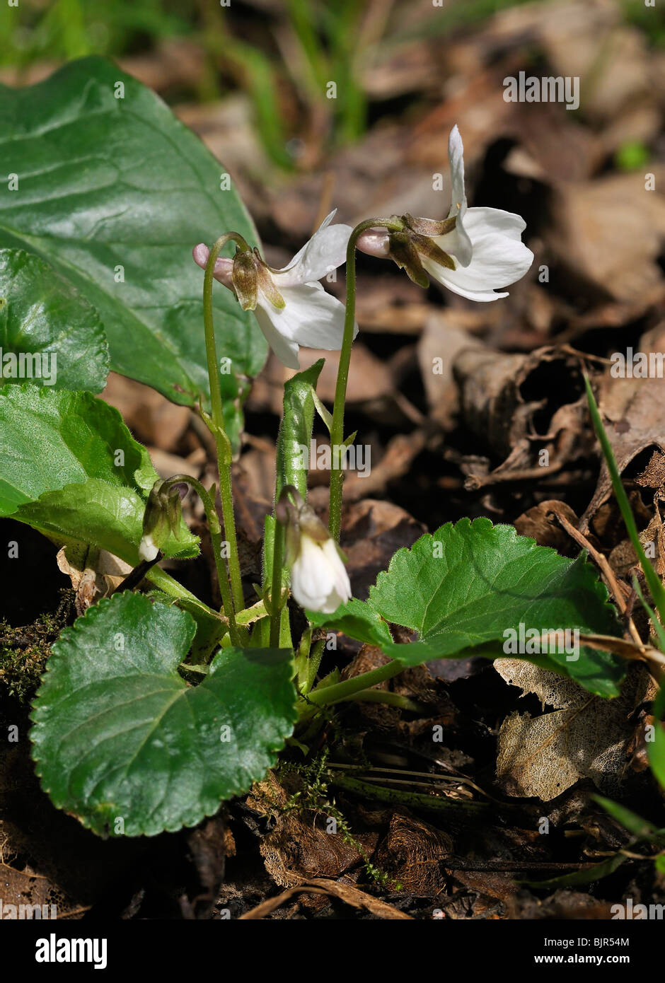 White Sweet Violet - Viola odorata Whole plant Stock Photo - Alamy
