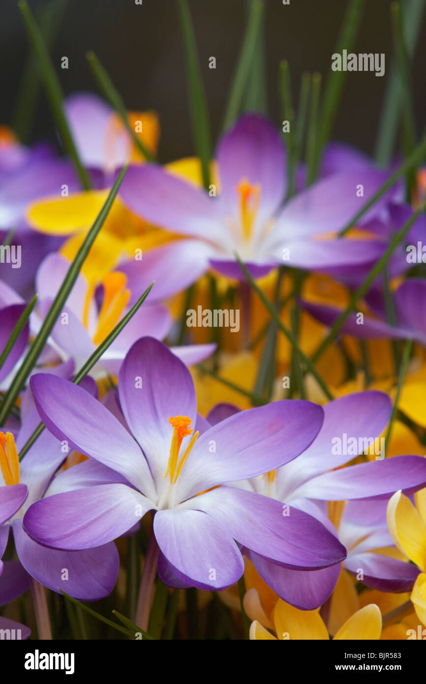 Sublimis hi-res stock photography and images - Alamy