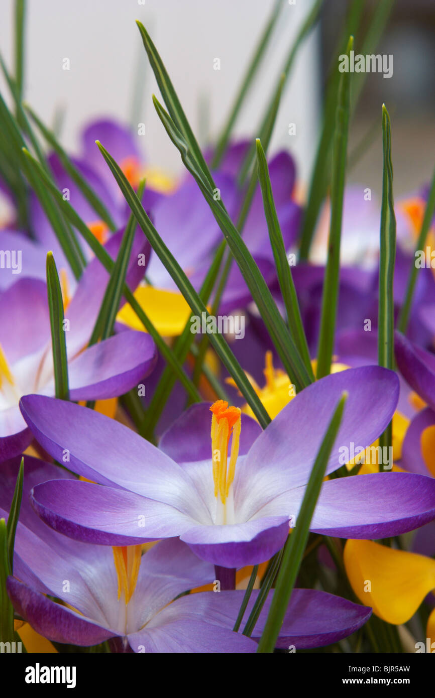 crocus sieberi. sublimis "tricolor",plants,flowers Stock Photo - Alamy