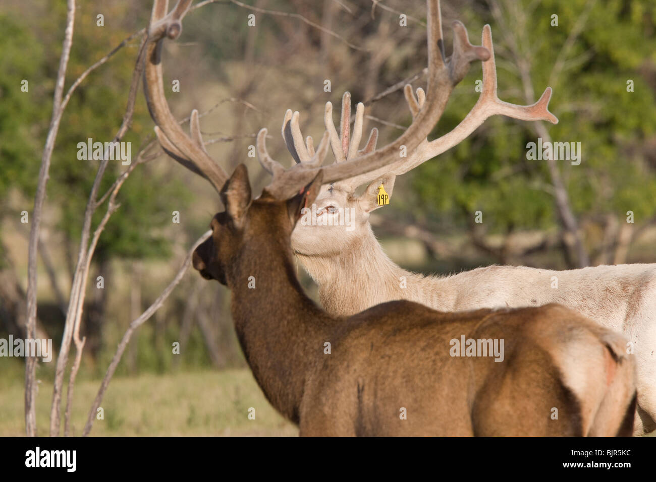 Male elk in field Stock Photo - Alamy