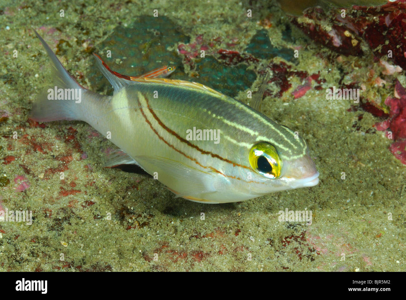Two-lined monocle bream fish in the Similan Islands, Andaman Sea Stock ...