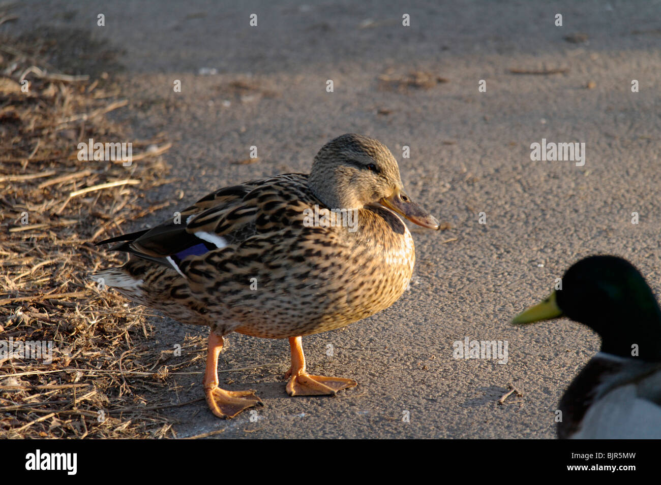 ducks in the mating season Stock Photo - Alamy