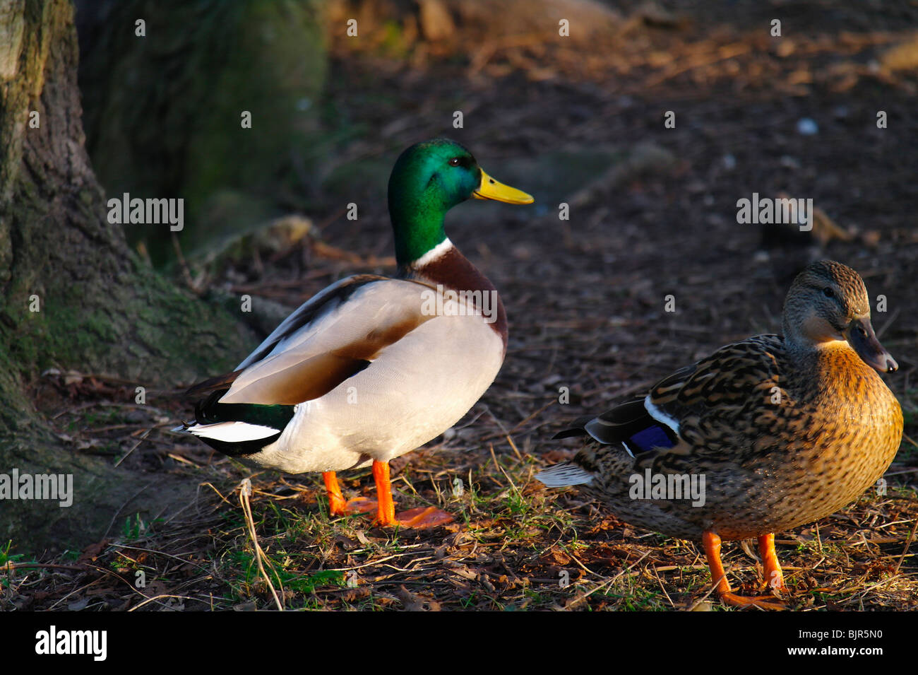 ducks in the mating season Stock Photo - Alamy