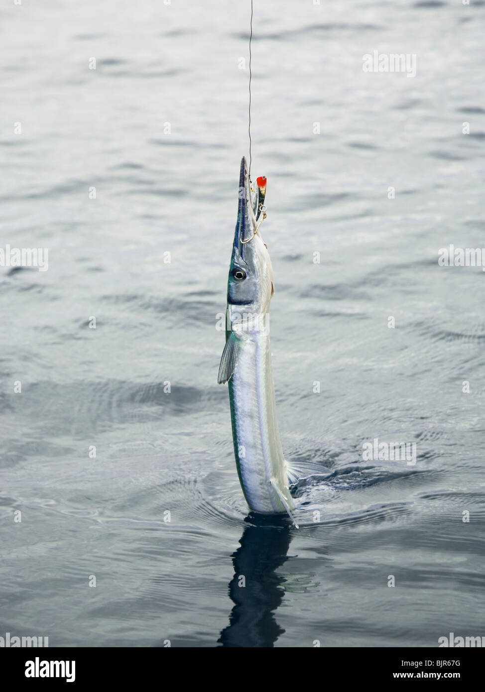 fish on a hook Stock Photo - Alamy