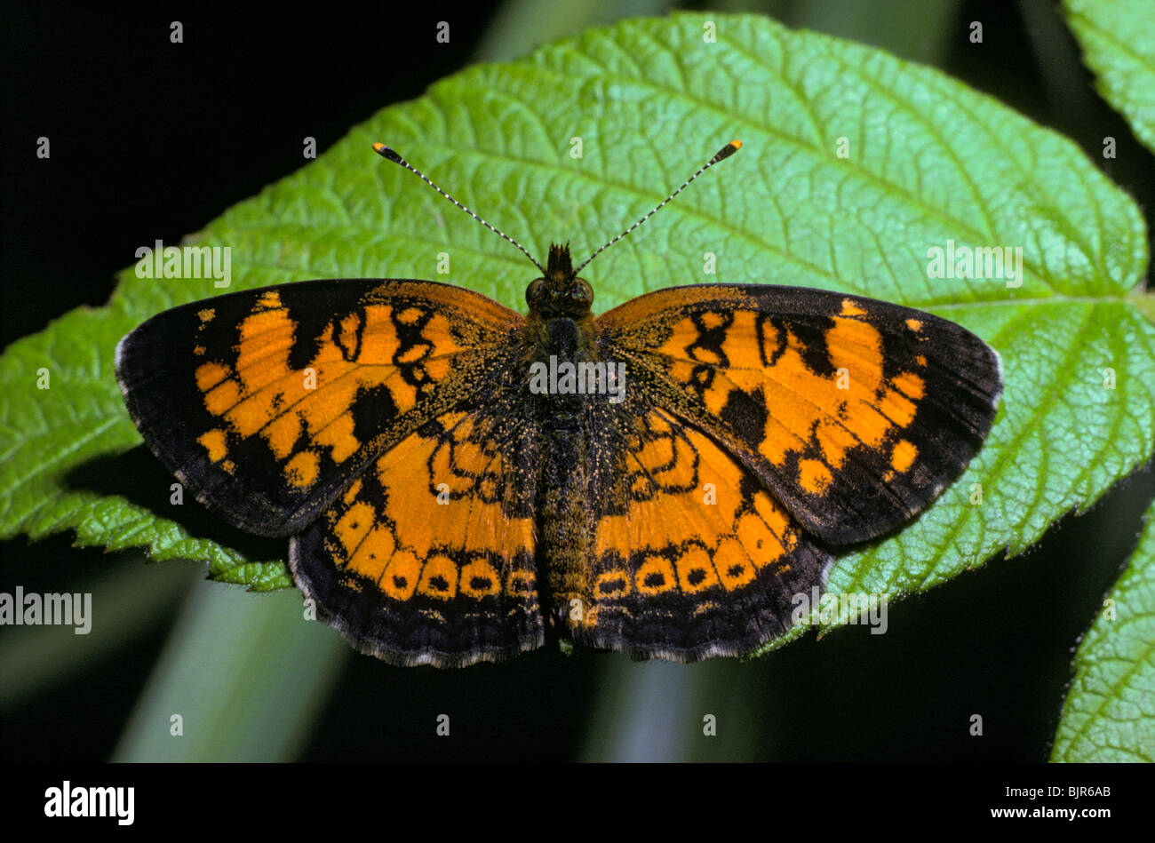 Pearl crescent butterfly hi-res stock photography and images - Alamy