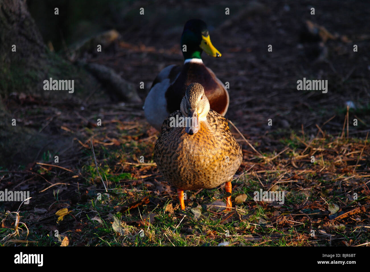 ducks in the mating season Stock Photo - Alamy