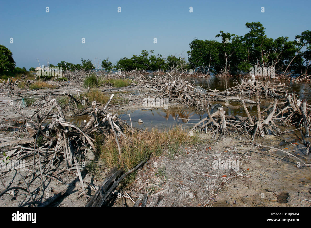Destroyed mangrove hi-res stock photography and images - Alamy