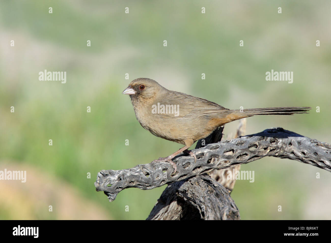 Aberts hi-res stock photography and images - Alamy