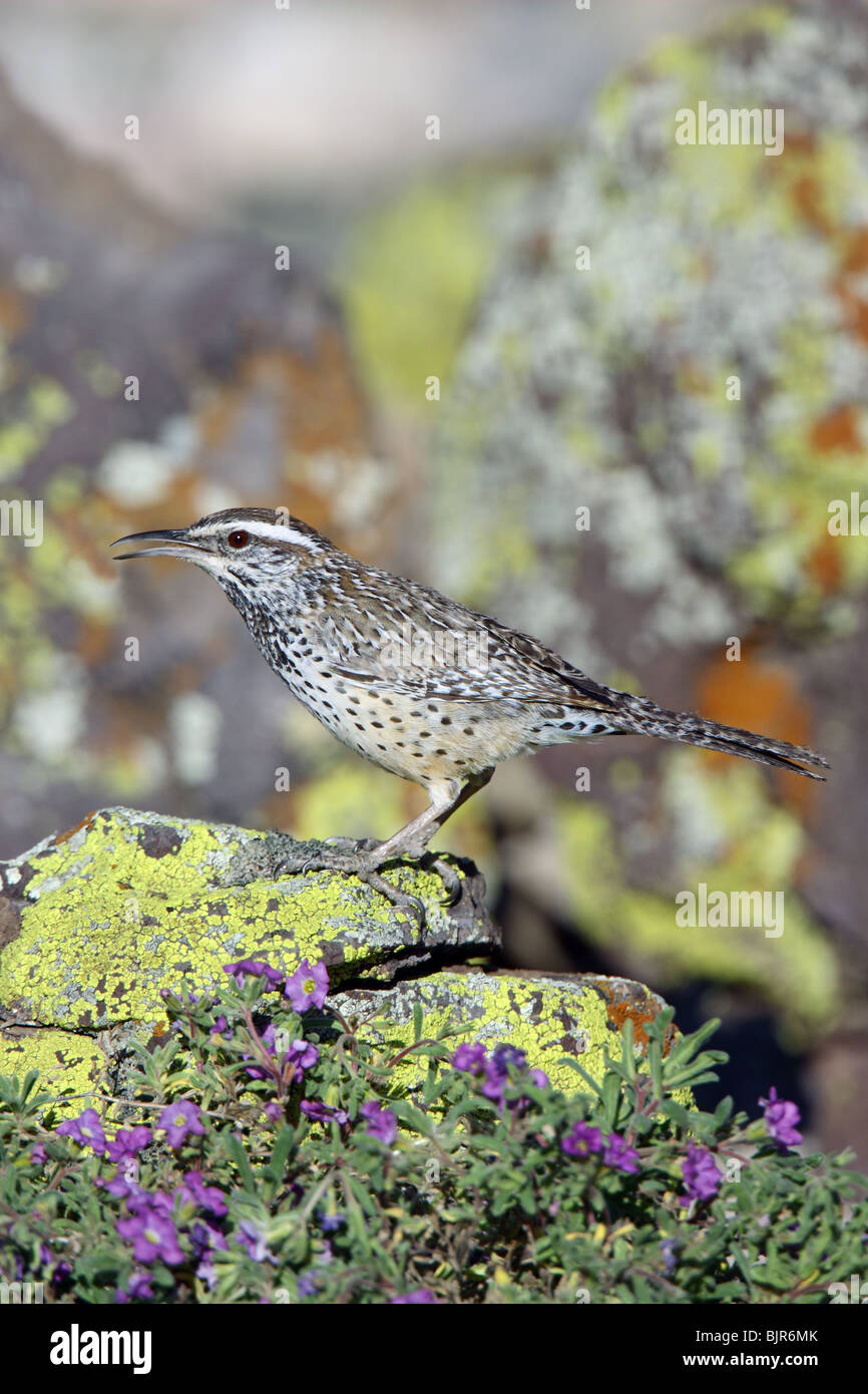 Wren cactus wren hi-res stock photography and images - Alamy