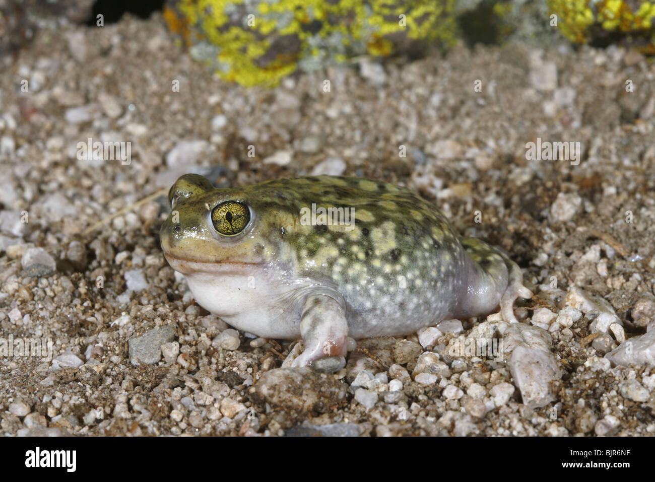 Animal by the water hi-res stock photography and images - Alamy