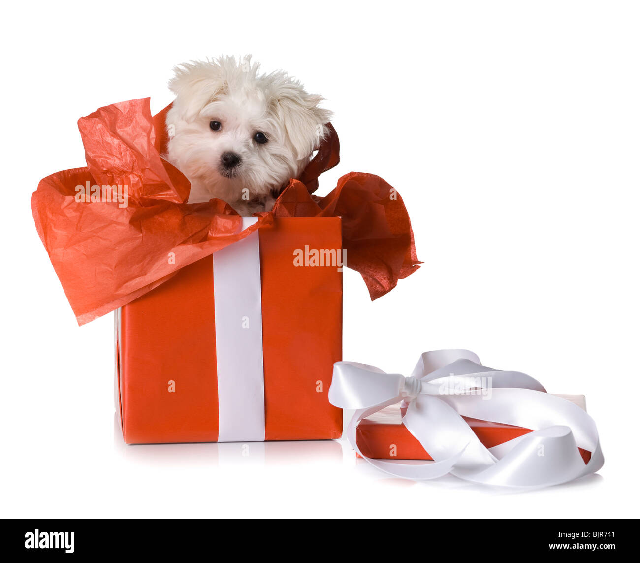 Dog in a box Cut Out Stock Images & Pictures - Alamy