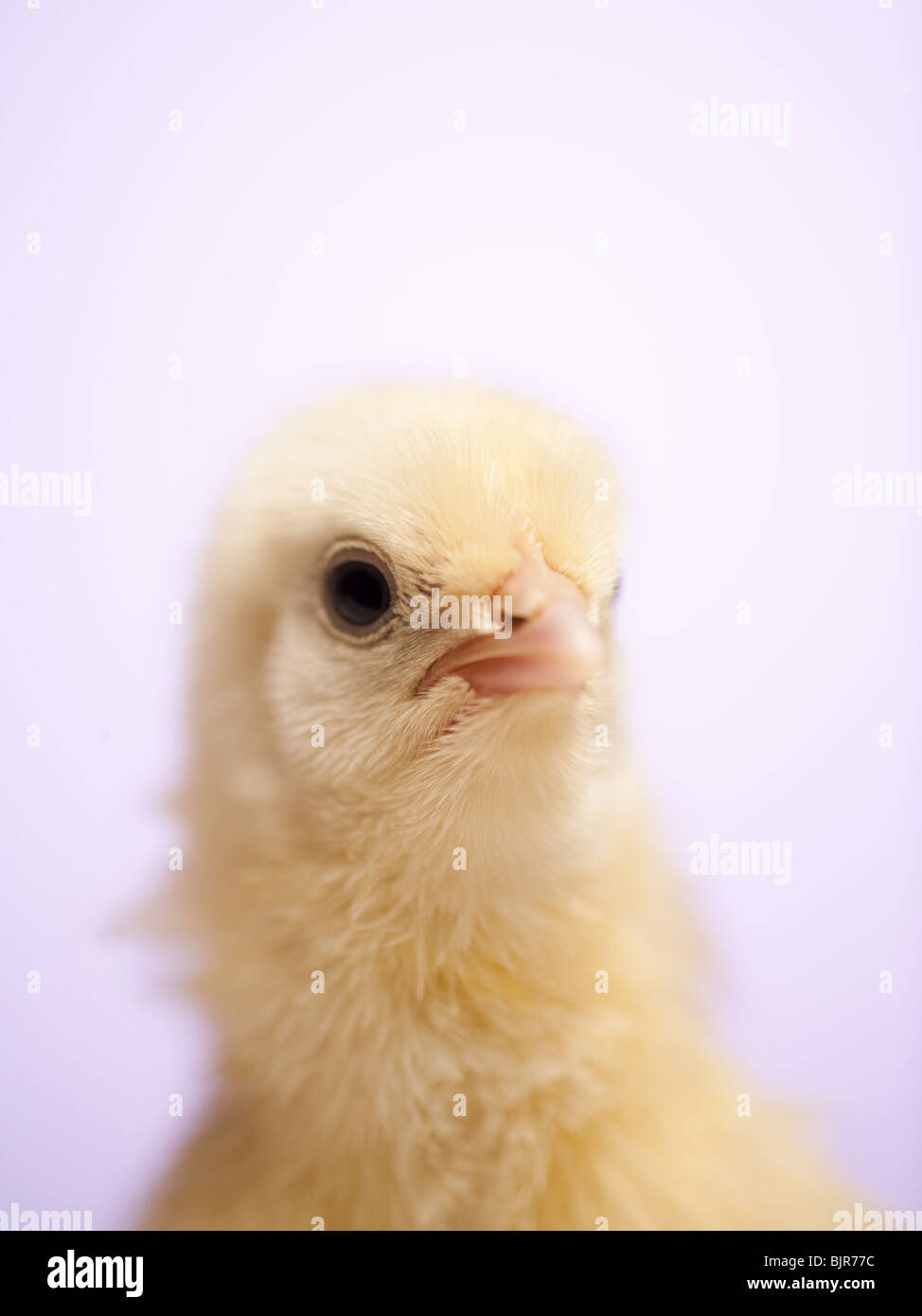 Newly hatched chick with egg shell Stock Photo - Alamy