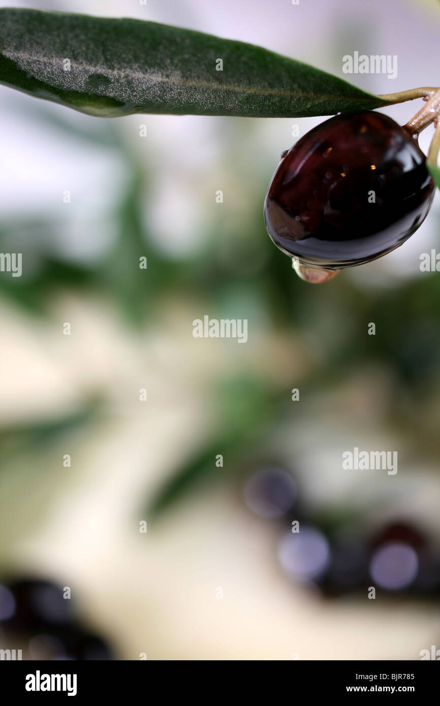 Olive Harvest High Resolution Stock Photography and Images - Alamy