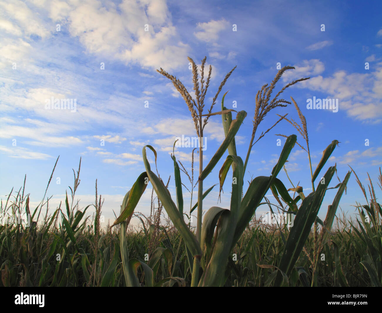 Bioenergy plants hi-res stock photography and images - Alamy