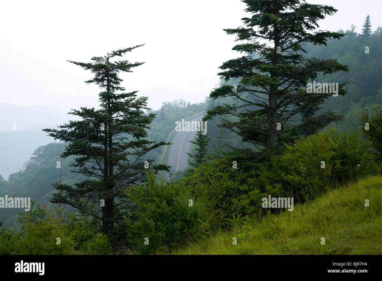 Trees, Blue Ridge Parkway, Late Summer, NC Stock Photo - Alamy