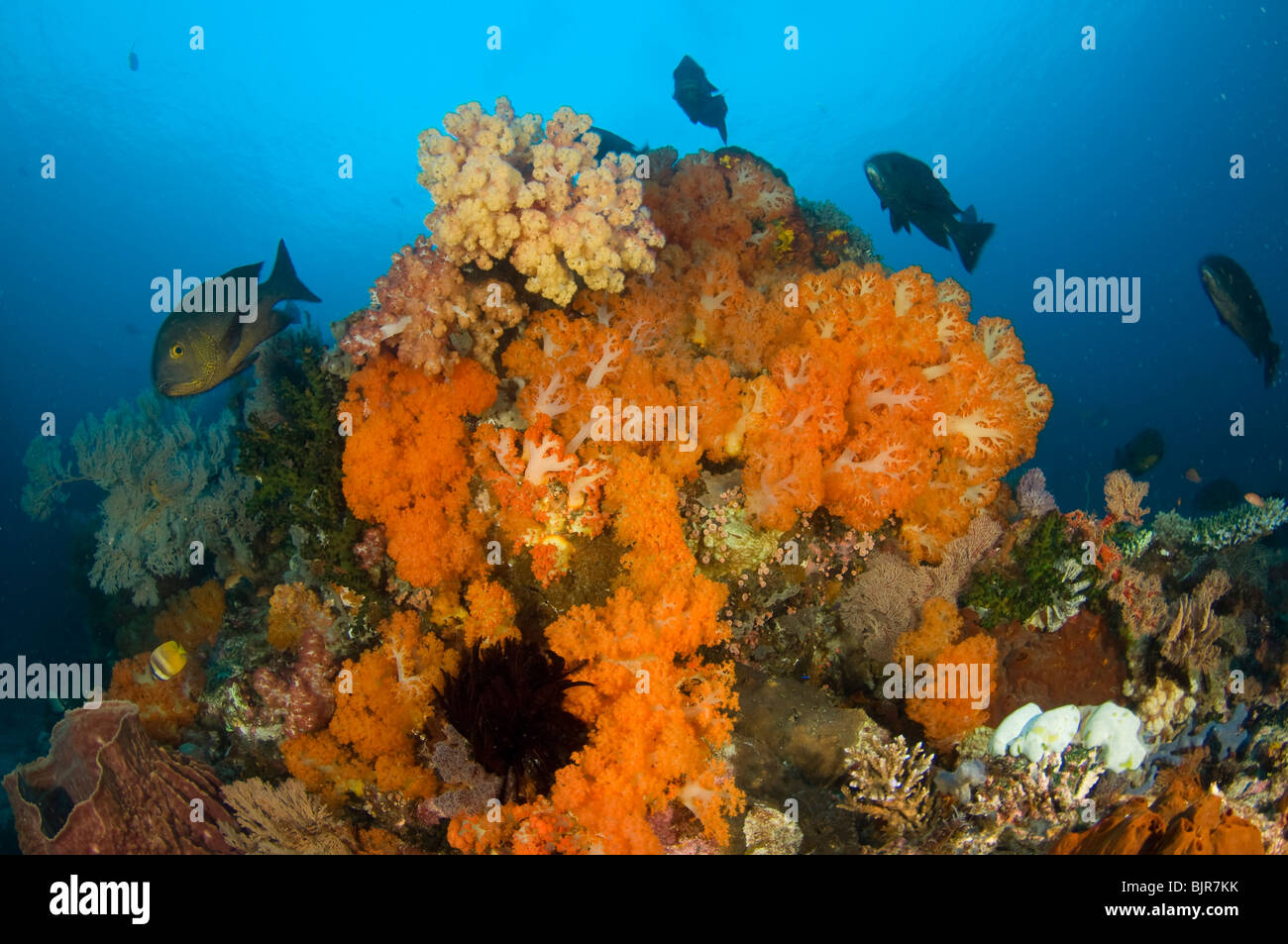 Tropical Coral Reef, Passage at Gili Lawb Laut, Komodo National Park ...